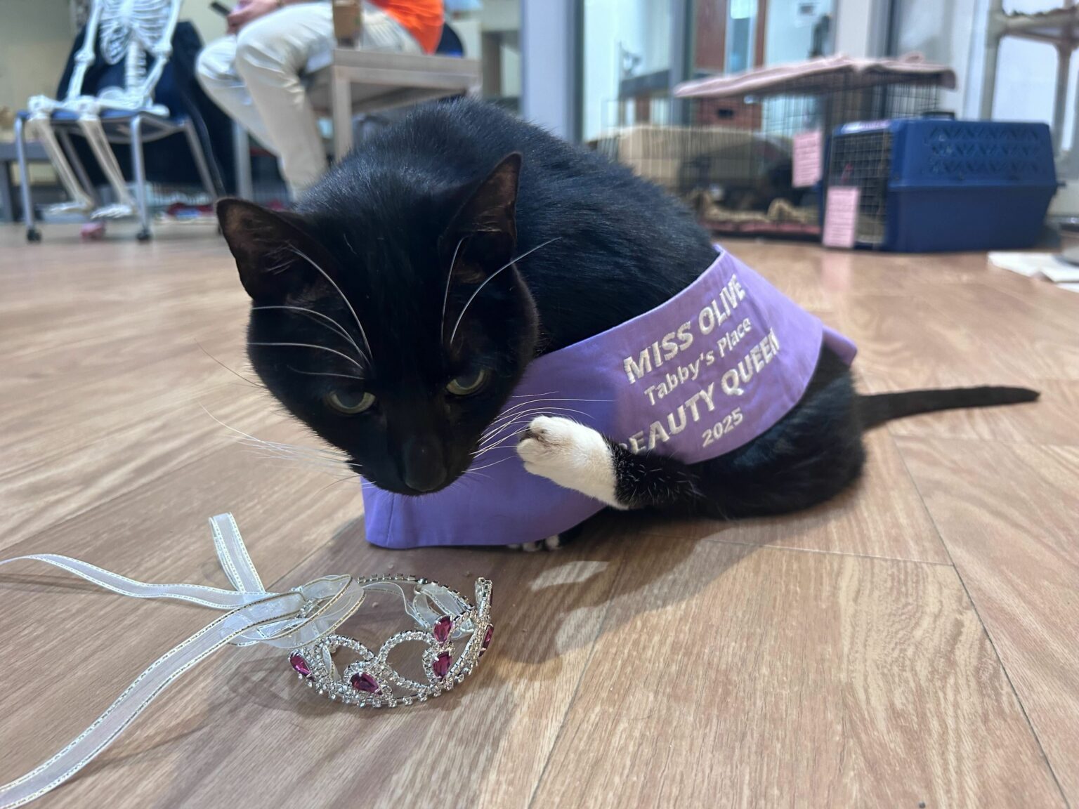 Update for Olive – Tabby's Place