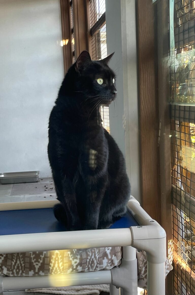 The purr heard ’round the world – Tabby's Place