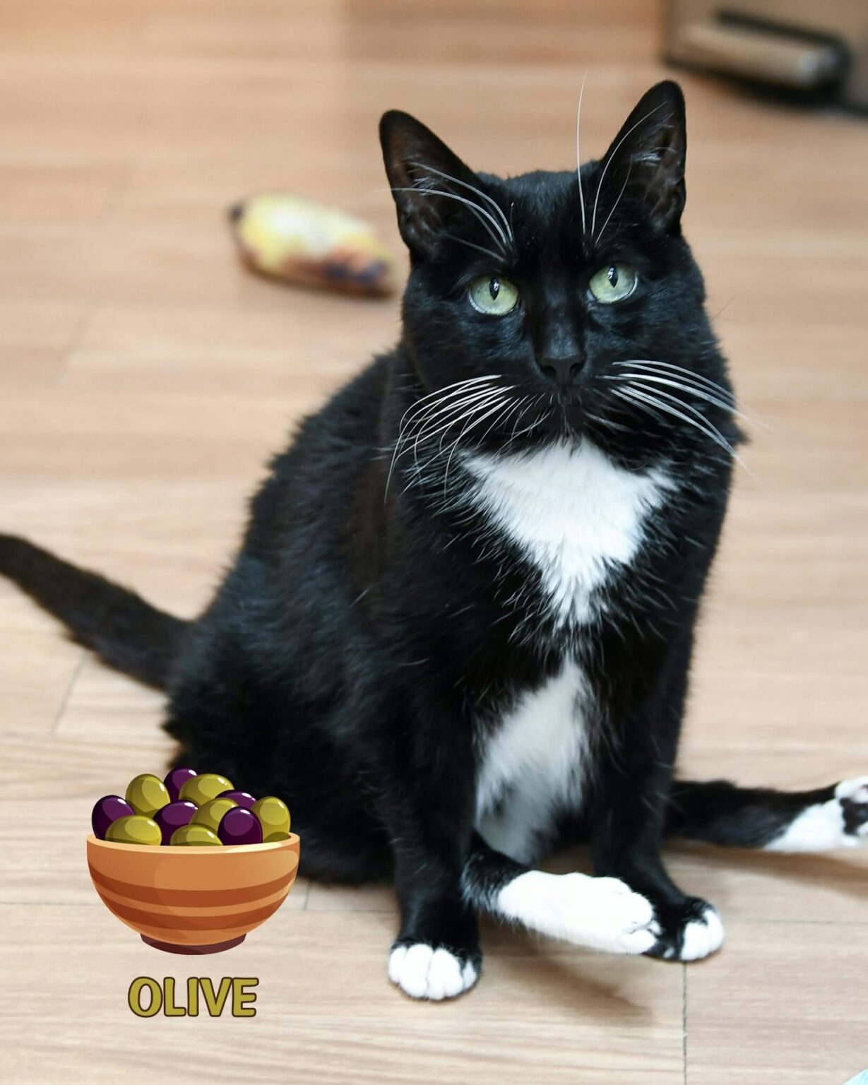 Update for Olive – Tabby's Place