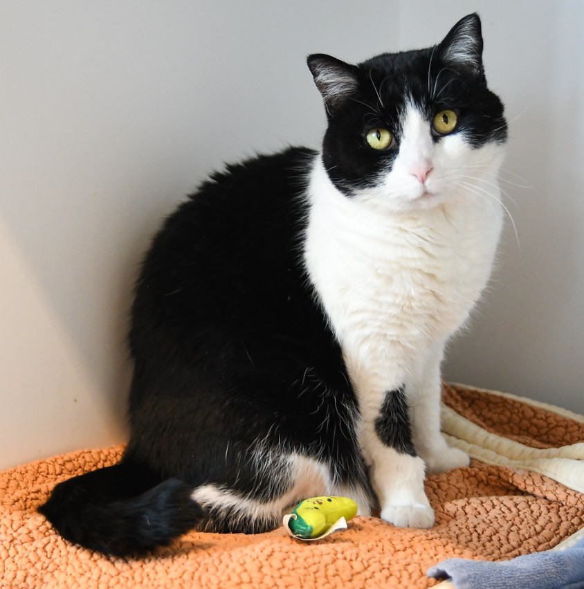 Predictions and Resolutions – Tabby's Place