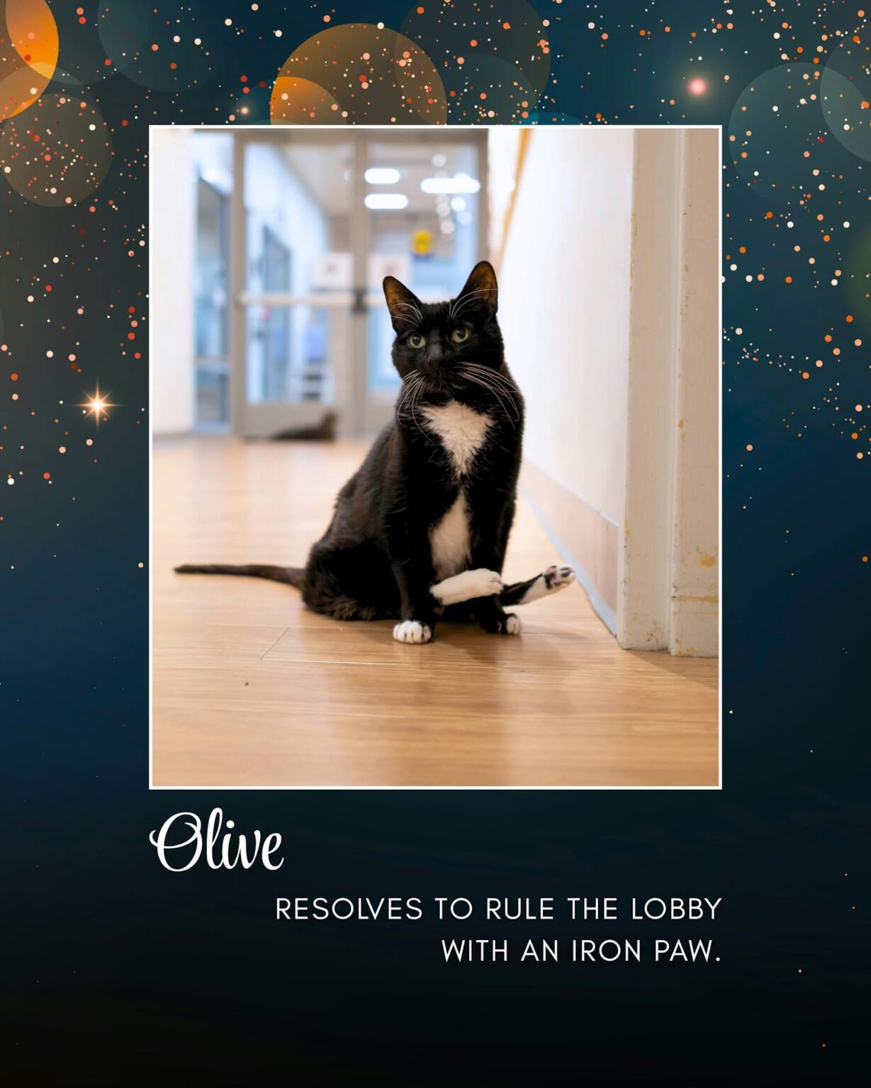 Update for Olive – Tabby's Place