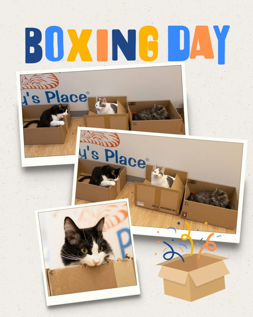 Update for Olive – Tabby's Place