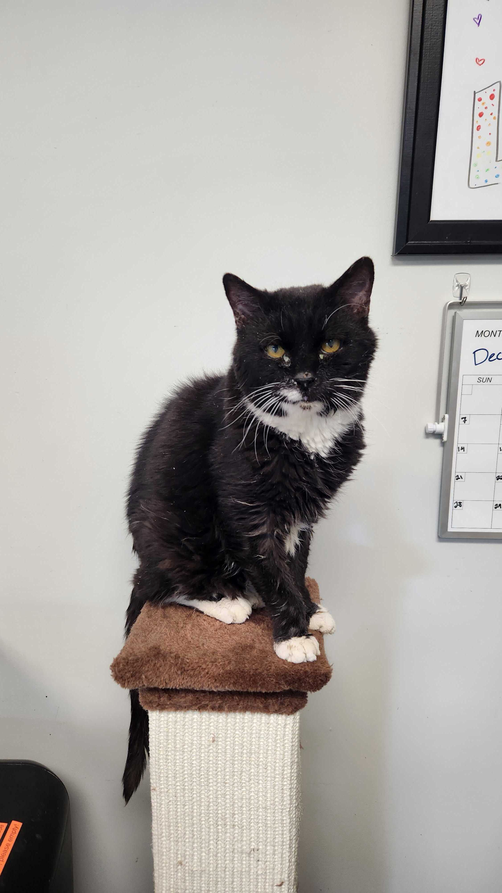 Update for Tux – Tabby's Place