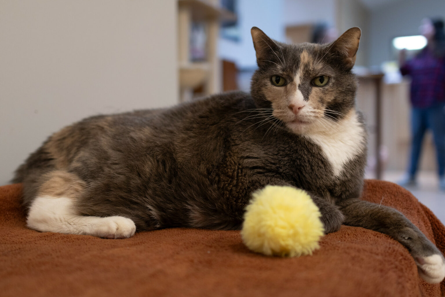 Forever Loved: Moo Moo – Tabby's Place