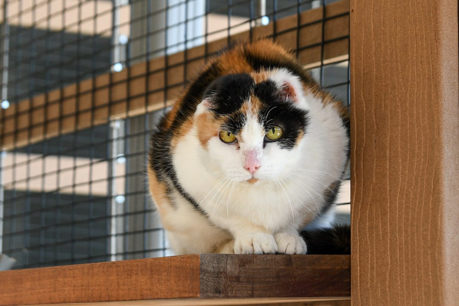 Forever Loved: Pisa – Tabby's Place