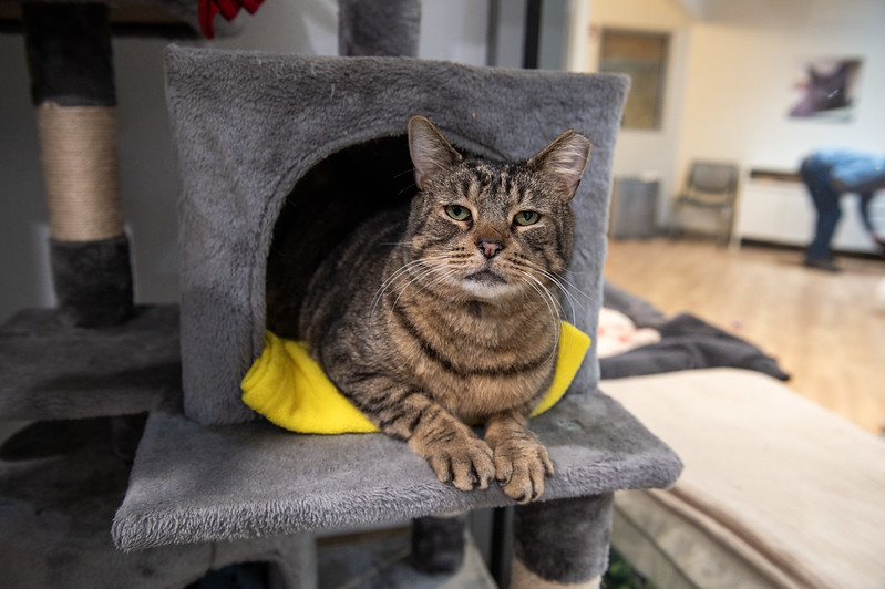 The curious case of the pickleball paws – Tabby's Place