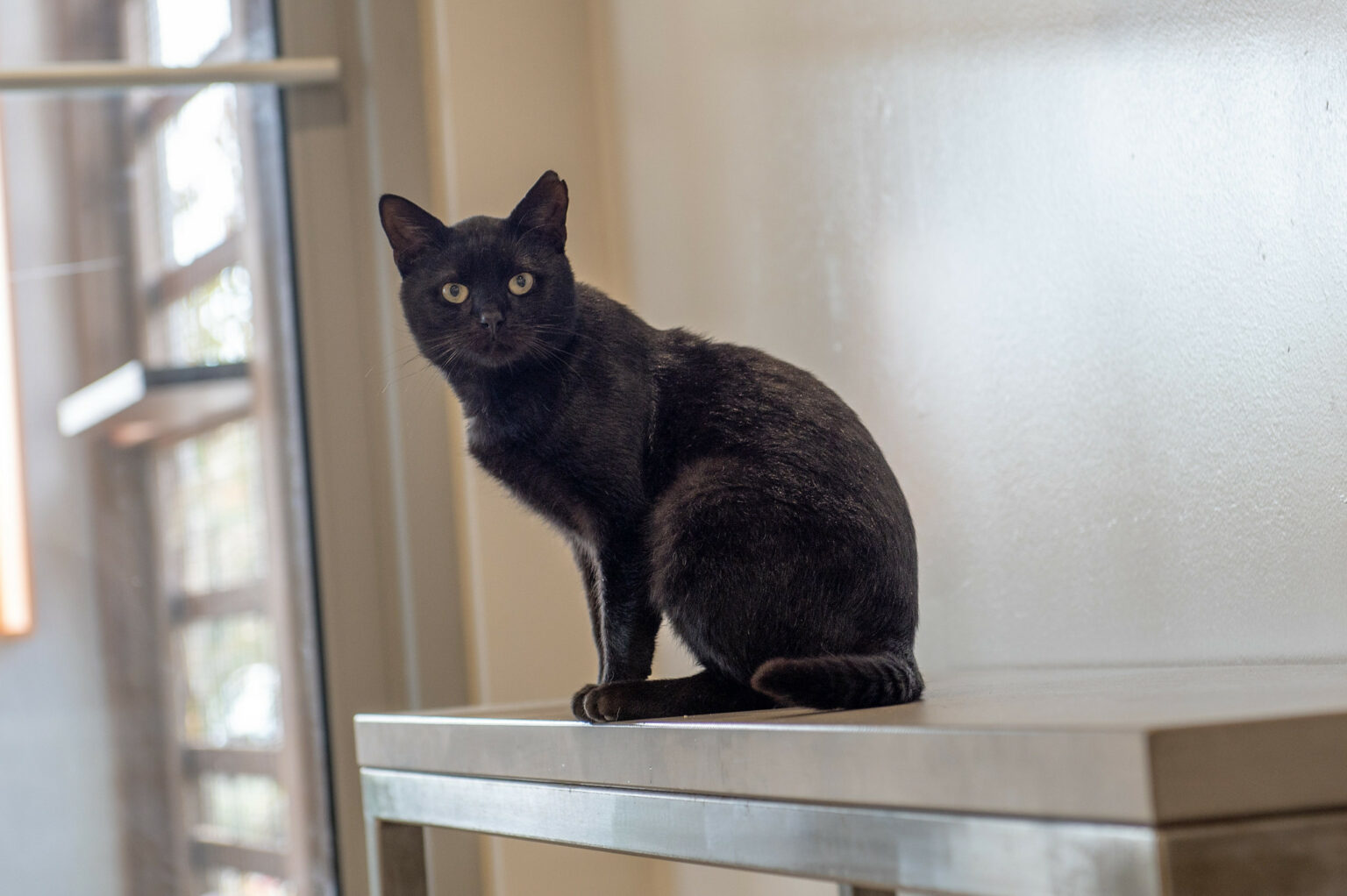 Dotted with a heart – Tabby's Place