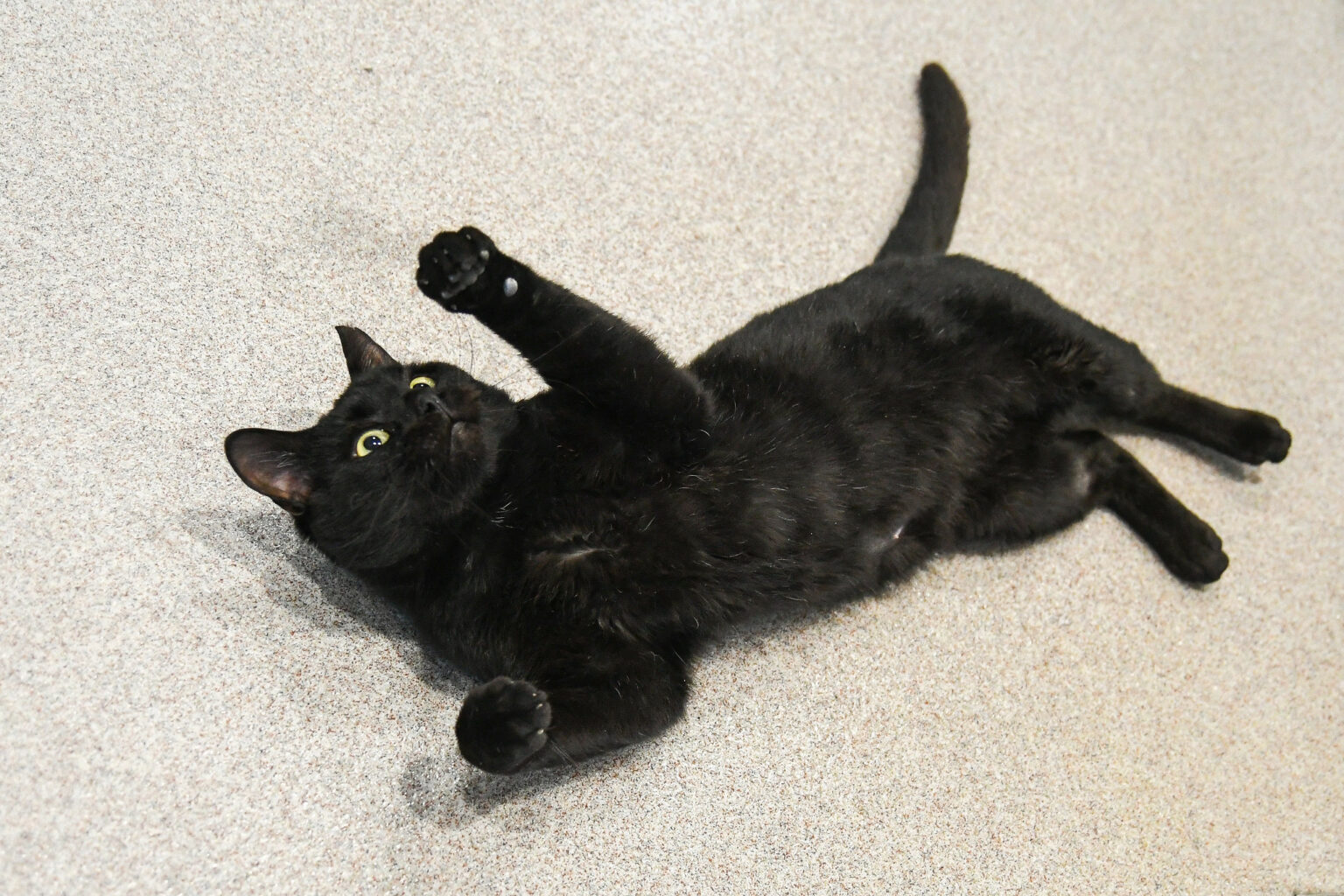 Dotted with a heart – Tabby's Place