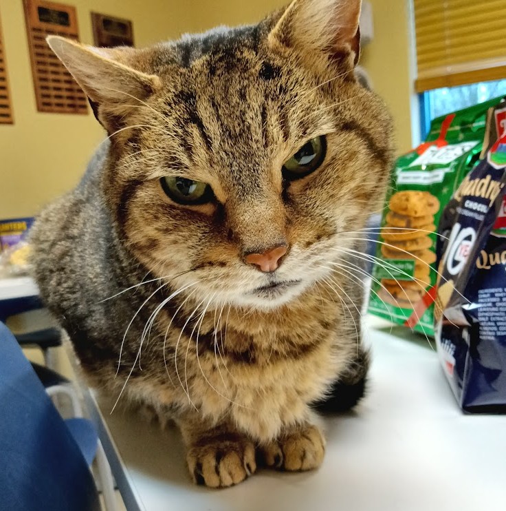 Kitty LeFey’s Cosmos: Wee Little Winky – Tabby's Place