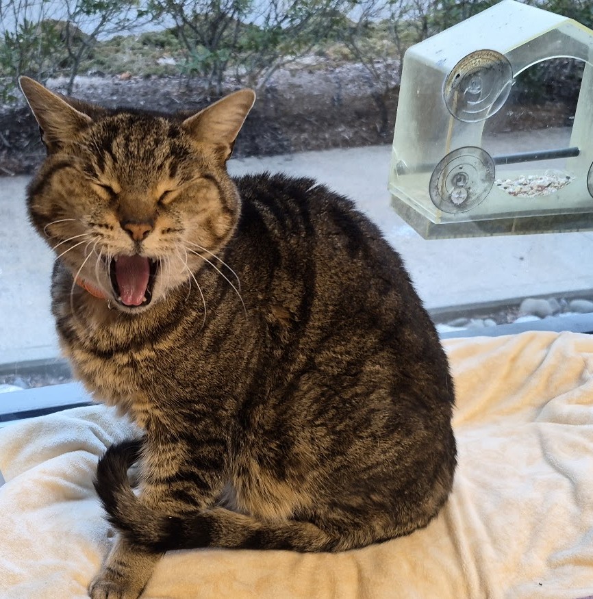 Kitty LeFey’s Cosmos: Wee Little Winky – Tabby's Place