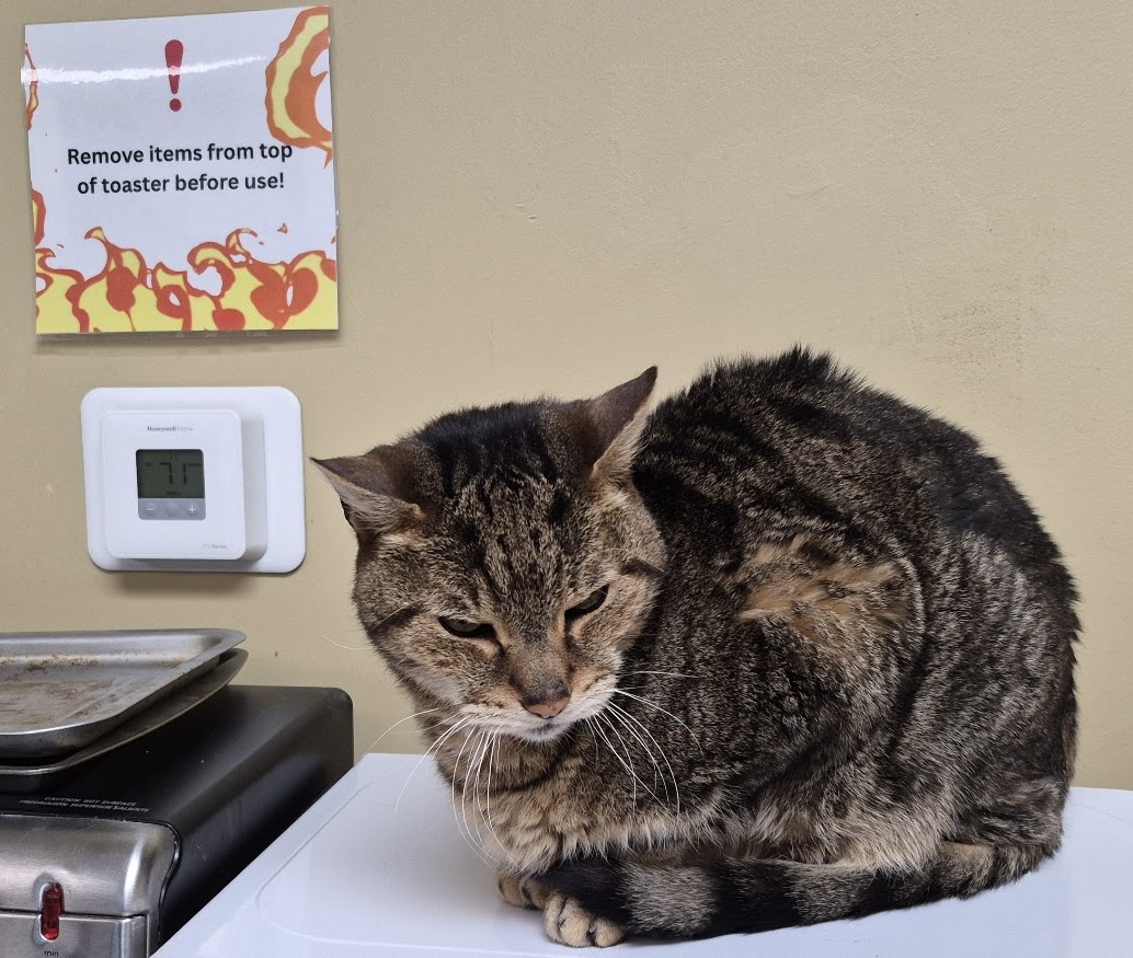 Kitty LeFey’s Cosmos: Wee Little Winky – Tabby's Place