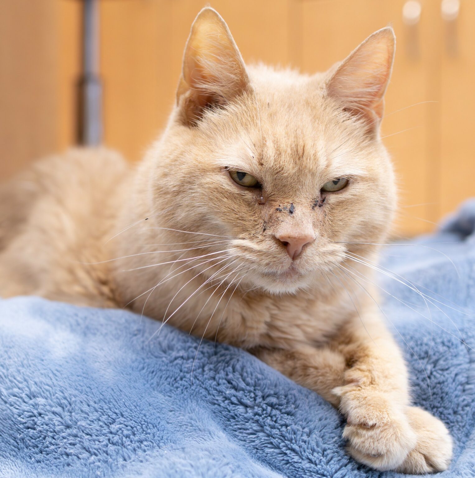 Kitty LeFey’s Cosmos: Heartbreak to Healing – Tabby's Place